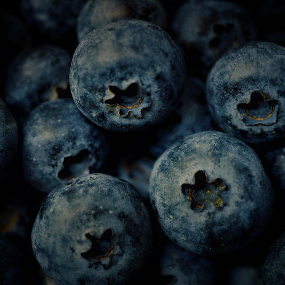 Blueberry Extract – Bass Farms, LLC