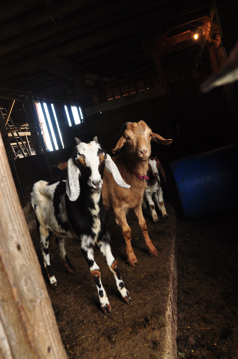 Sets – Bass Farms, LLC